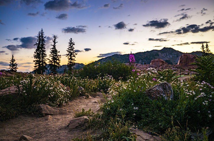 3 Rules for Foraging Responsibly – Beyond Clothing